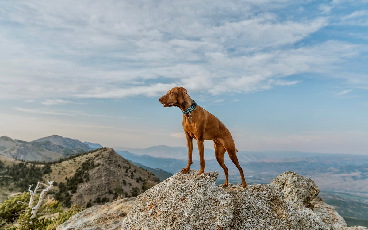 Copper Paws Hand-Stamped Metal Dog Tags
